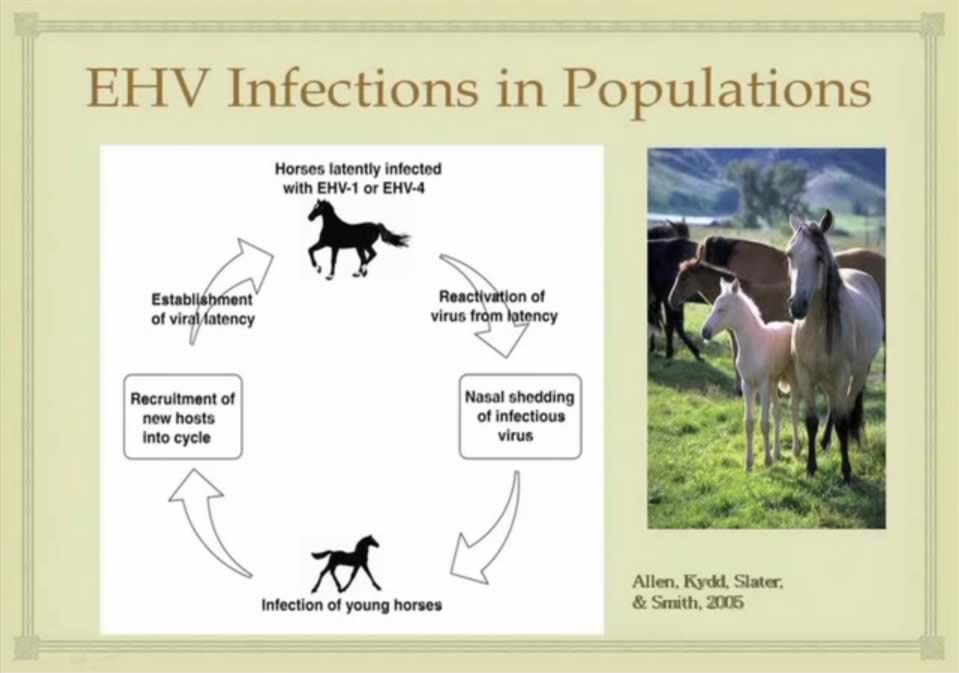 Equine Herpes Virus EHV Nixon Equine Vet Consultancy